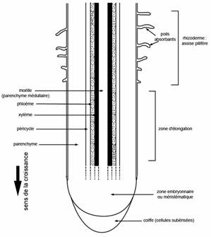 II.2. Anatomie des voies de transfert de l’eau dans la plante - L ...